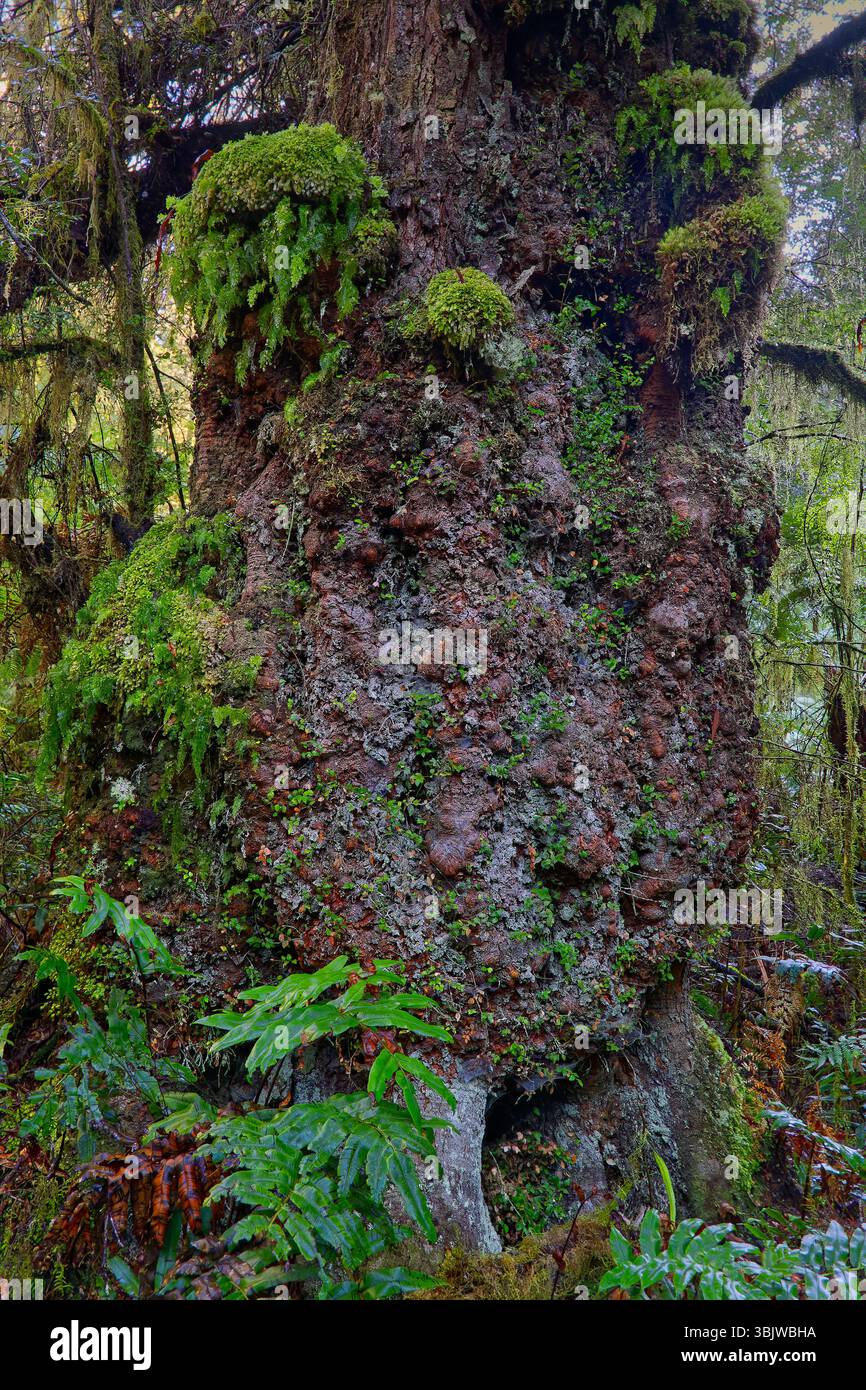 Detail of trunk of old growth Nothofagus cunninghamii Myrtle beech tree ...