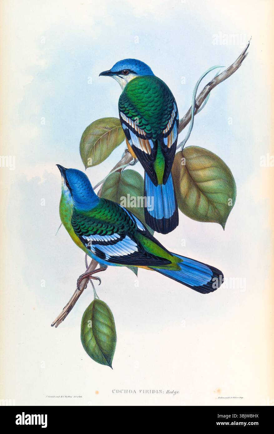 green cochoa (Cochoa viridis) illustration from ' Birds of Asia ' by ...