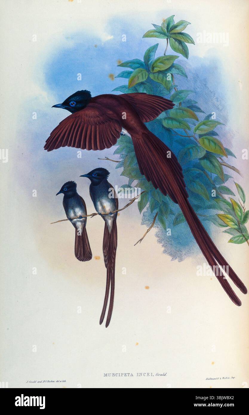 John gould flycatcher hi-res stock photography and images - Alamy