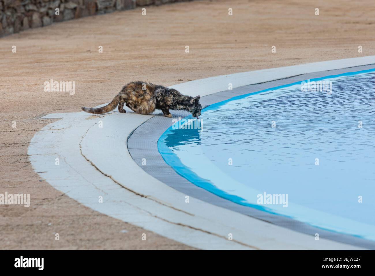An old rough coated black cat crouching and drinking at the side of a ...