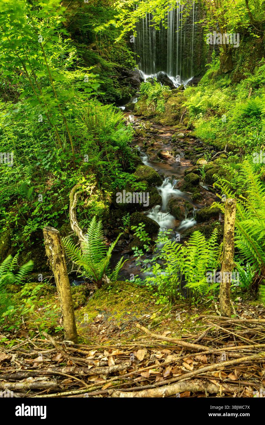 Delightful winding white water waterfall flowing through a verdant fern ...