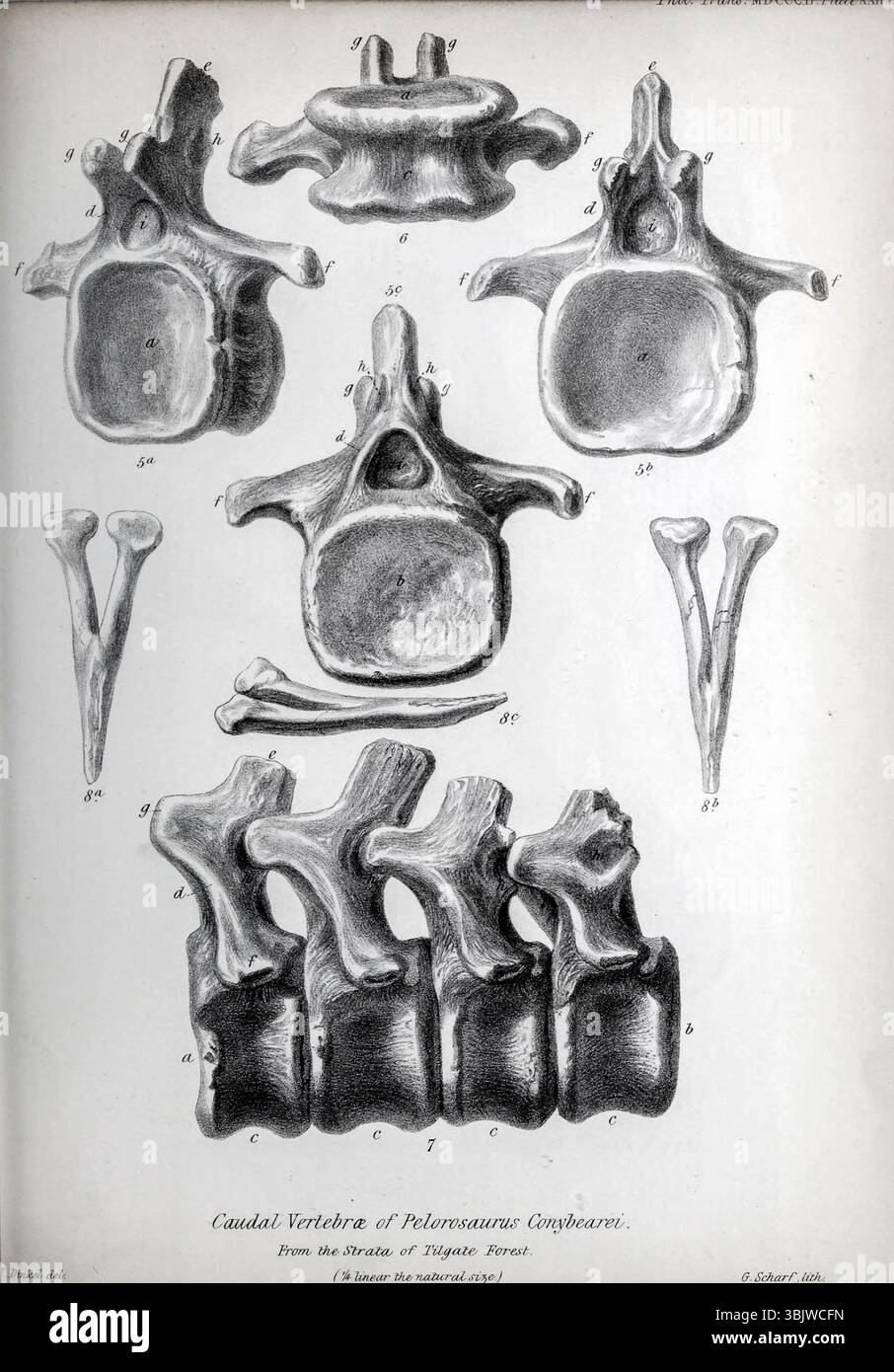 Caudal Vertebrae, of Pelorosaurus conybearei From the Strata of Tilgate ...