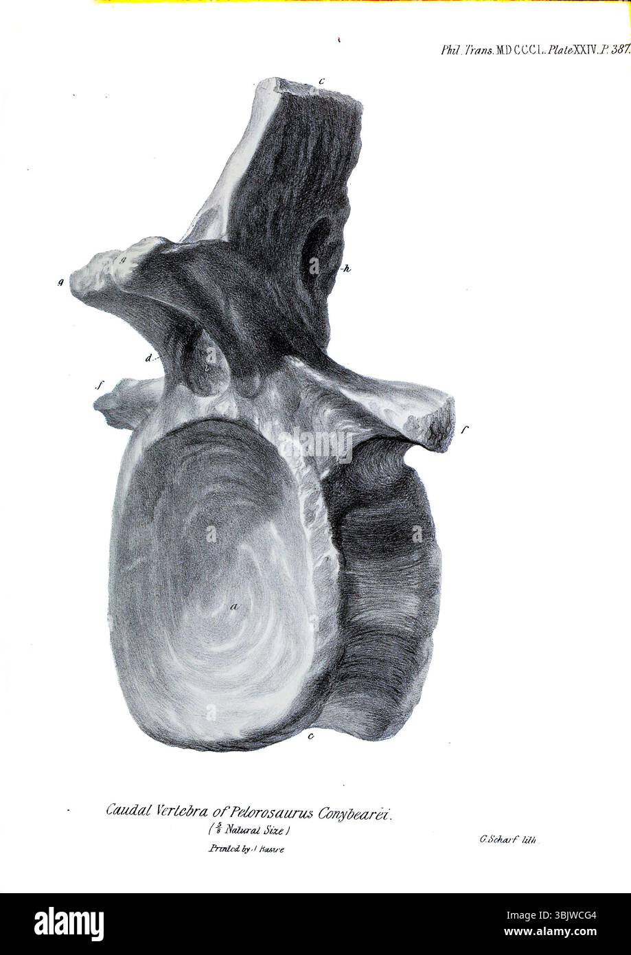 Caudal Vertebra of Pelorosaurus conybearei from ' On the pelorosaurus ...