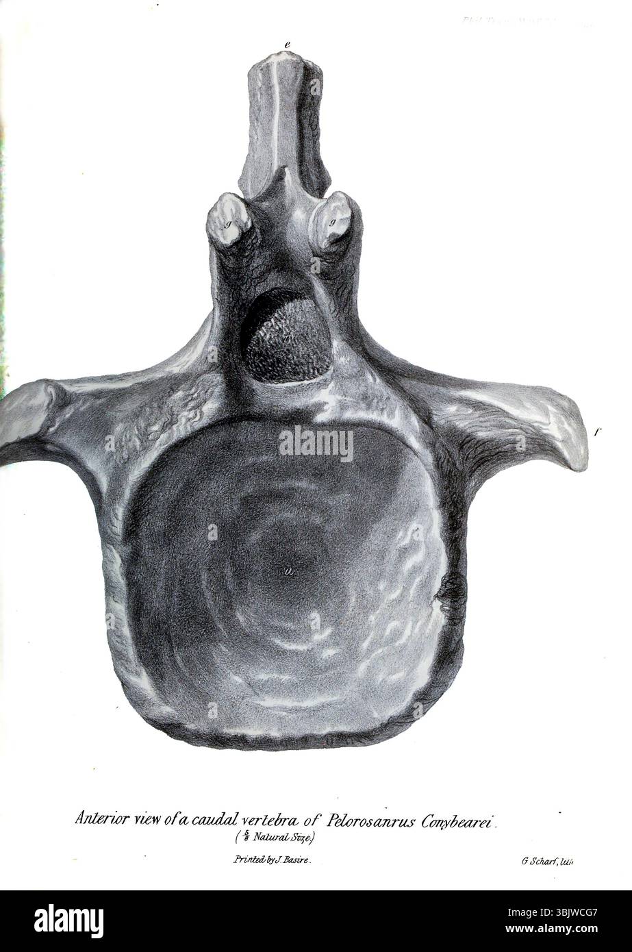 Anterior view of a Caudal Vertebra of Pelorosaurus conybearei from ' On ...