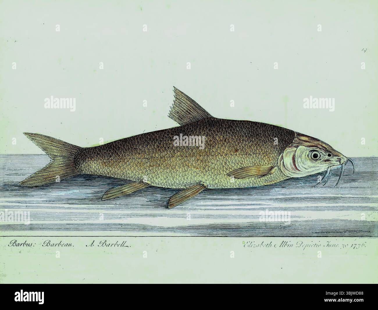 5 barbels hi-res stock photography and images - Alamy