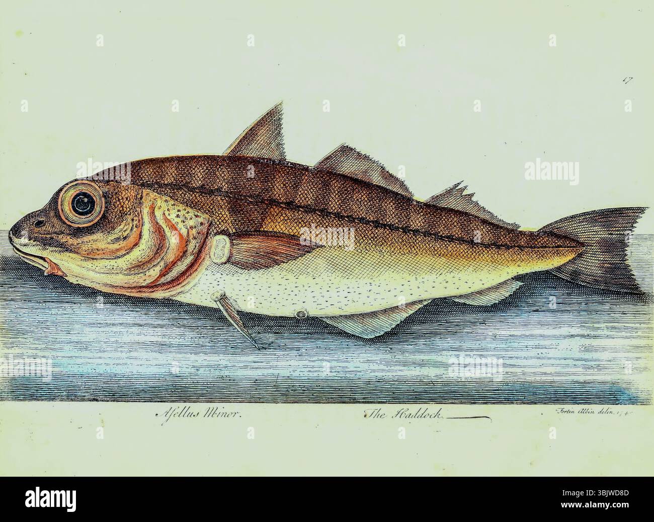 Illustration of a Haddock (Melanogrammus aeglefinus) from the book THE ...