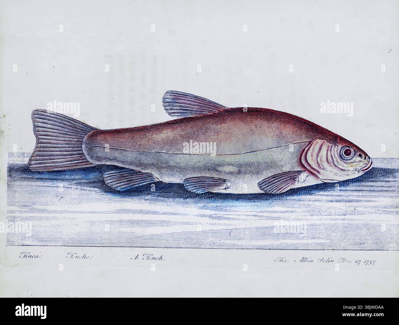 Tench tinca tinca drawing hi-res stock photography and images - Alamy