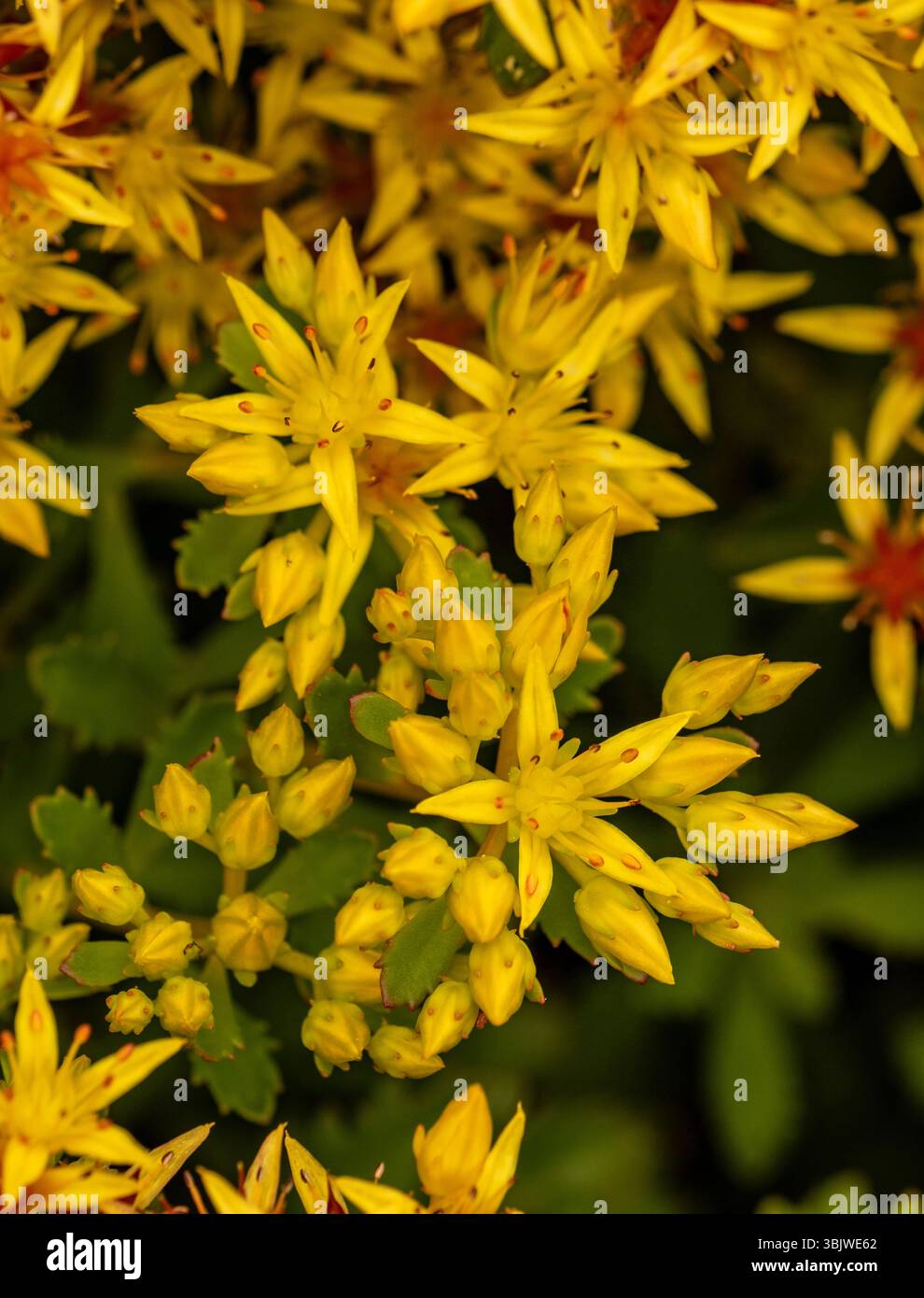 Natural very close up flowering plant portrait of star-like Sedum ...