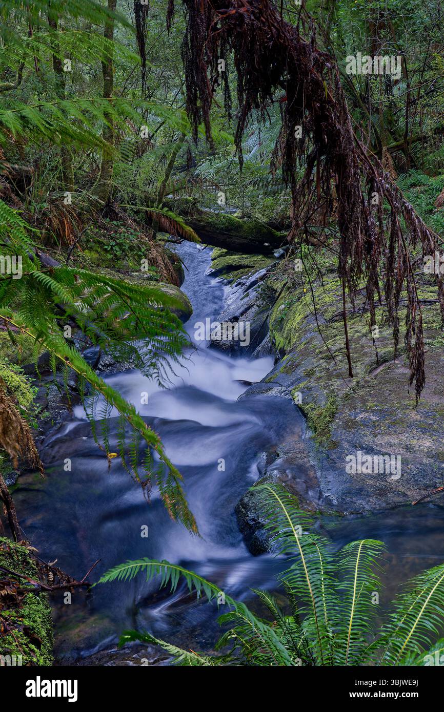 Long exposure image of slot canyon dense ferny rainforest waterfall ...