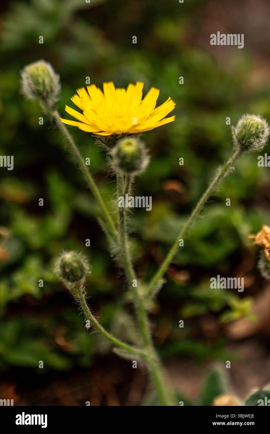 Natural close up flowering plant portrait of Hymenoxys hoopesii, owl’s ...