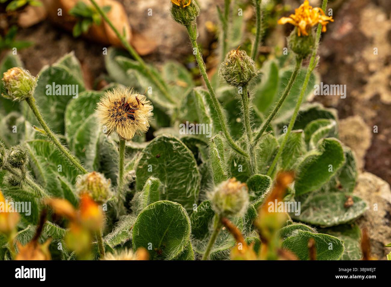 Natural close up flowering plant portrait of Hymenoxys hoopesii, owl’s ...