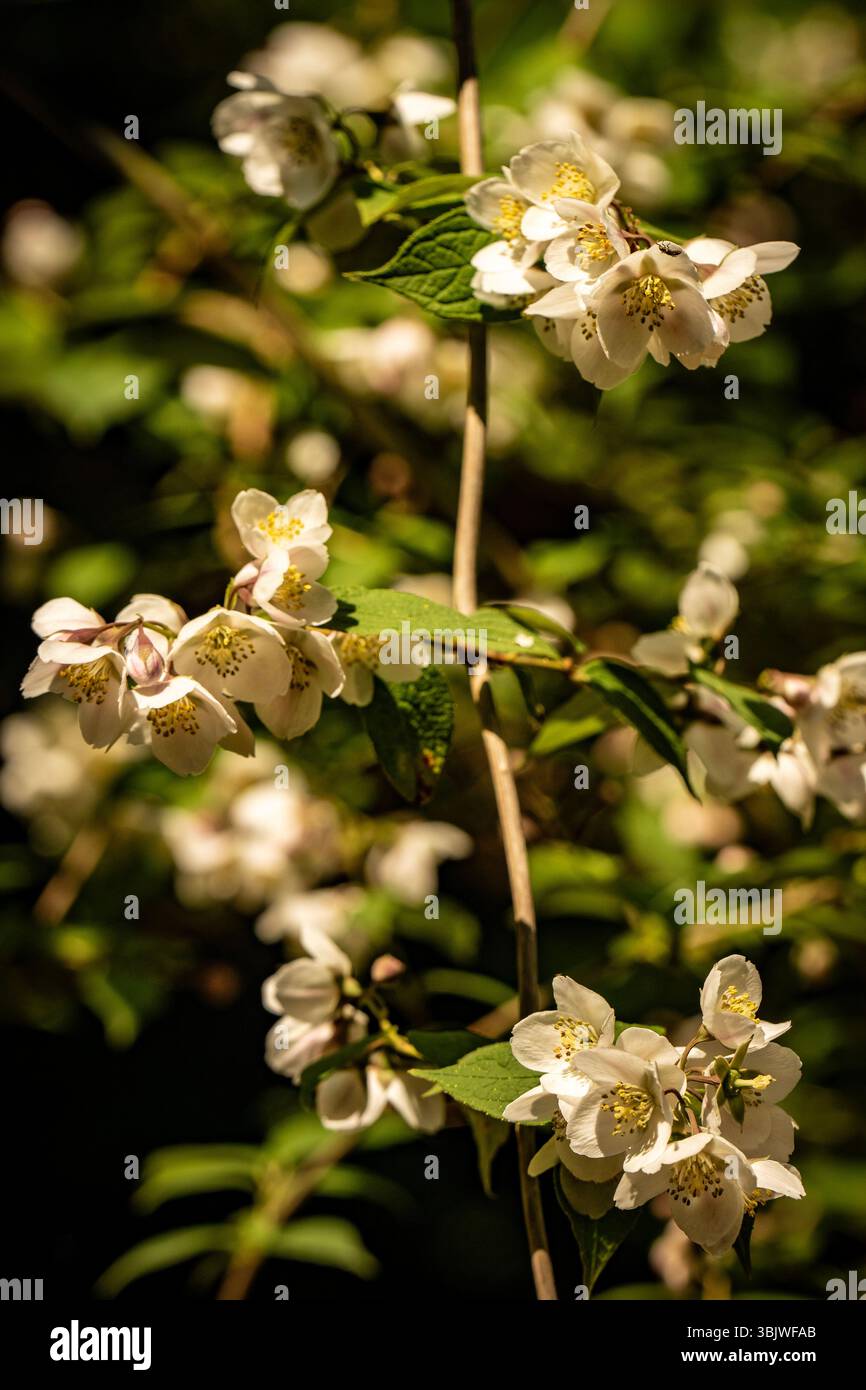 Grey felted on the undersides hi-res stock photography and images - Alamy