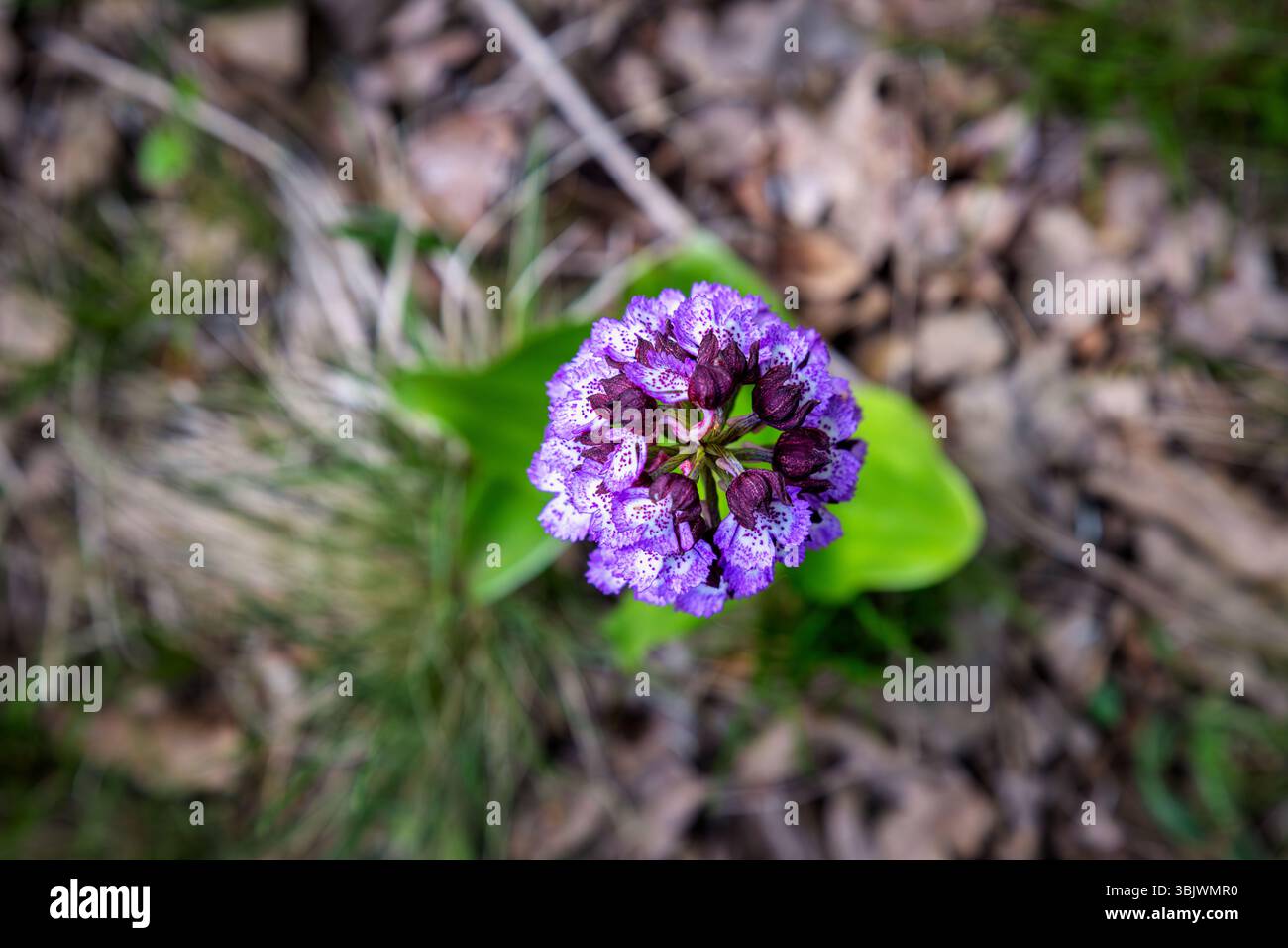 Wild orchid Lady Orchid (Orchis purpurea), from above in springtime in ...