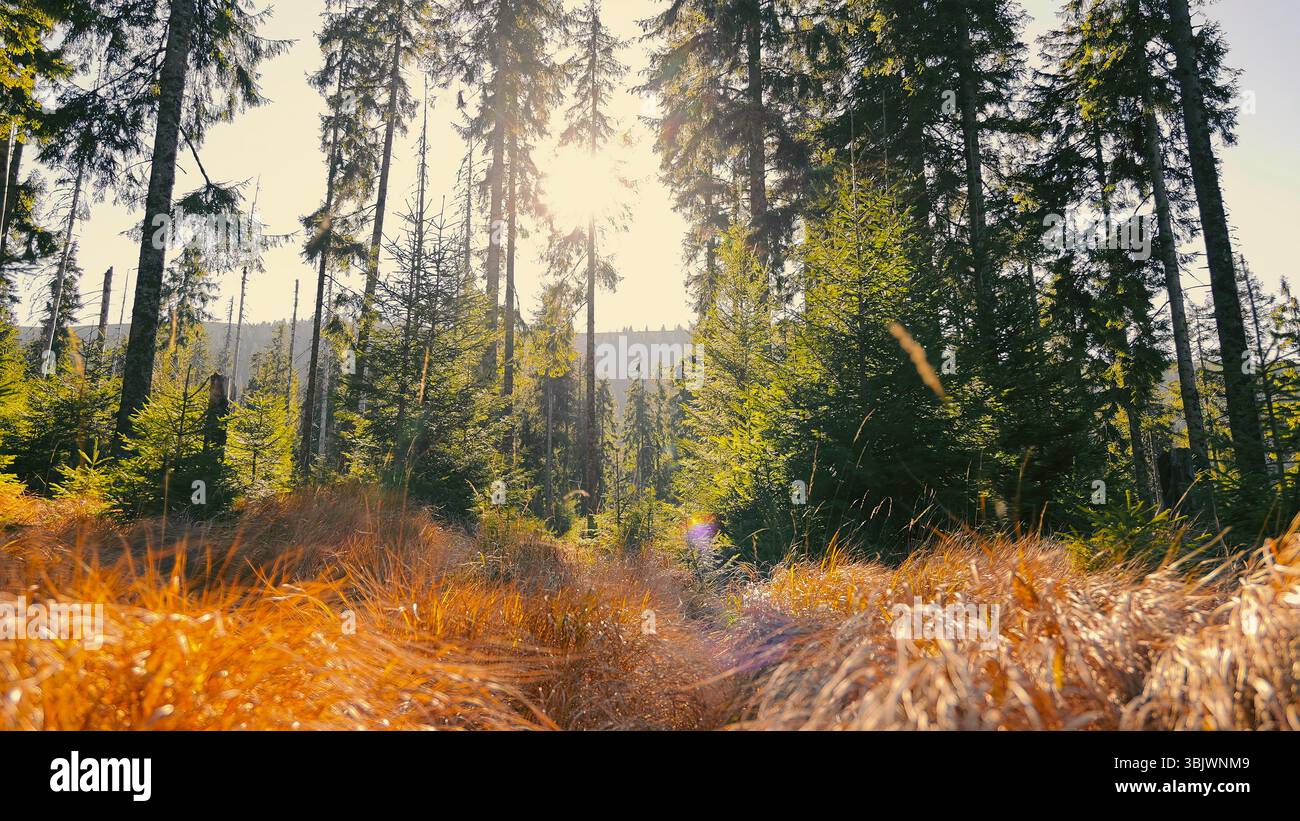 Sunlight Filtering Through Evergreen Forest. A bright and beautiful ...