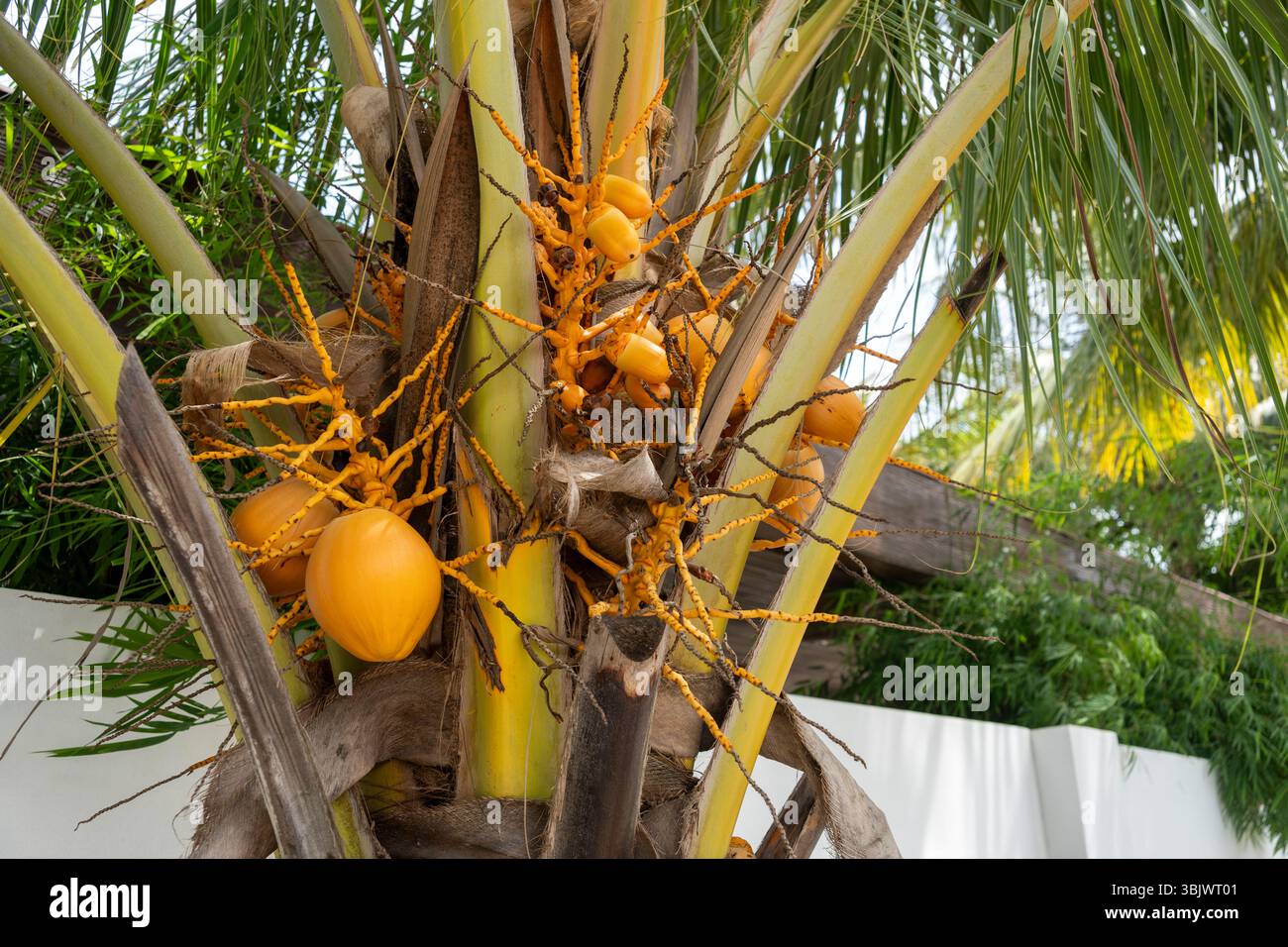 Tree with many yellow coconuts on it. The coconuts are ripe and ready ...