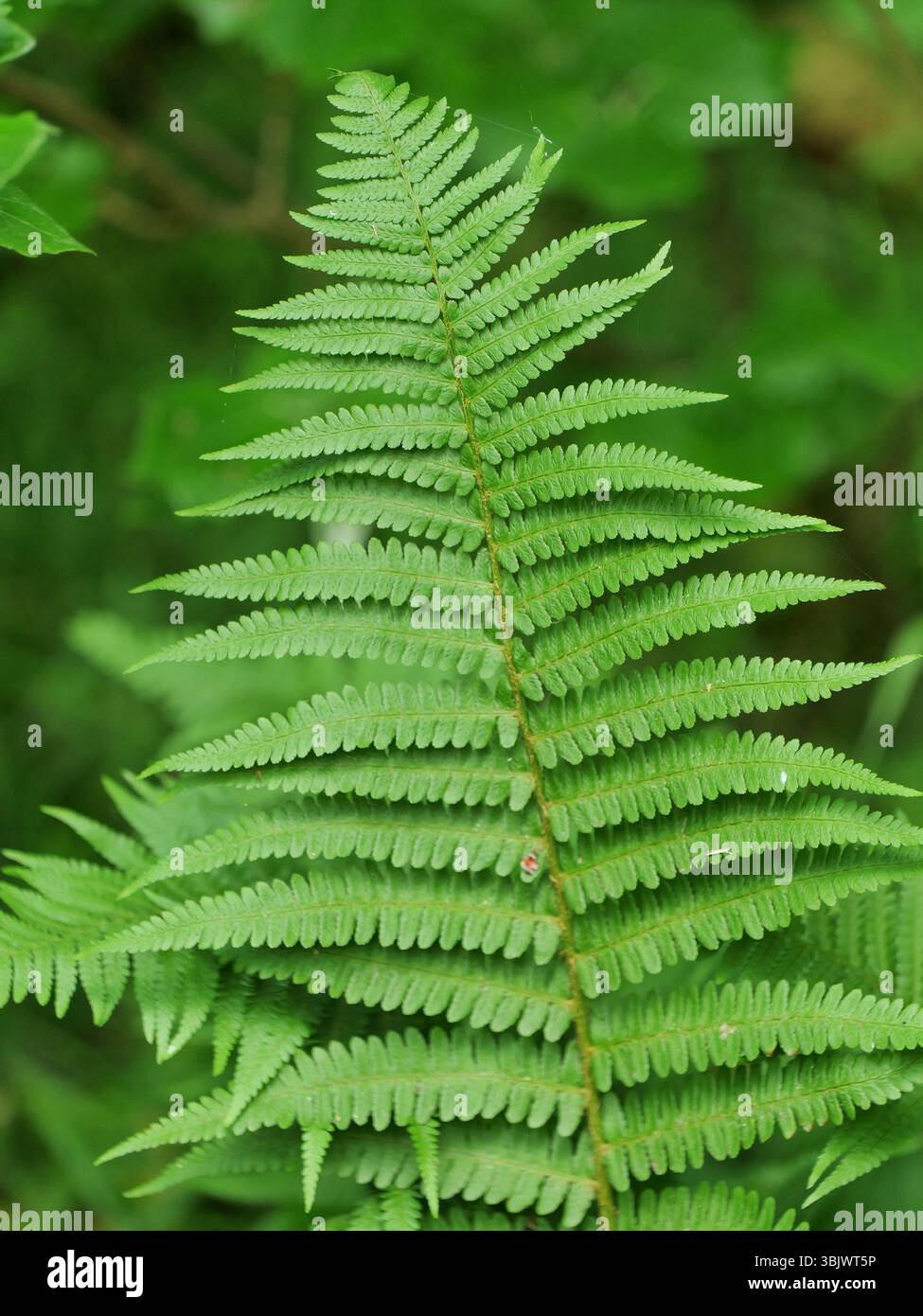 Fernfamily hi-res stock photography and images - Alamy