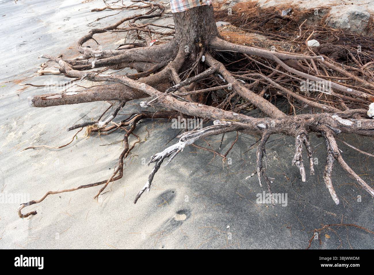 Tree root is sticking out of the ground on a beach. The root is brown ...