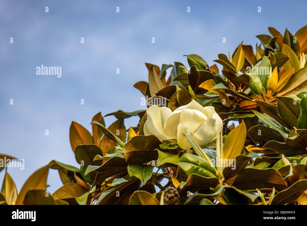 Hojas de hojas brillantes hi-res stock photography and images - Alamy