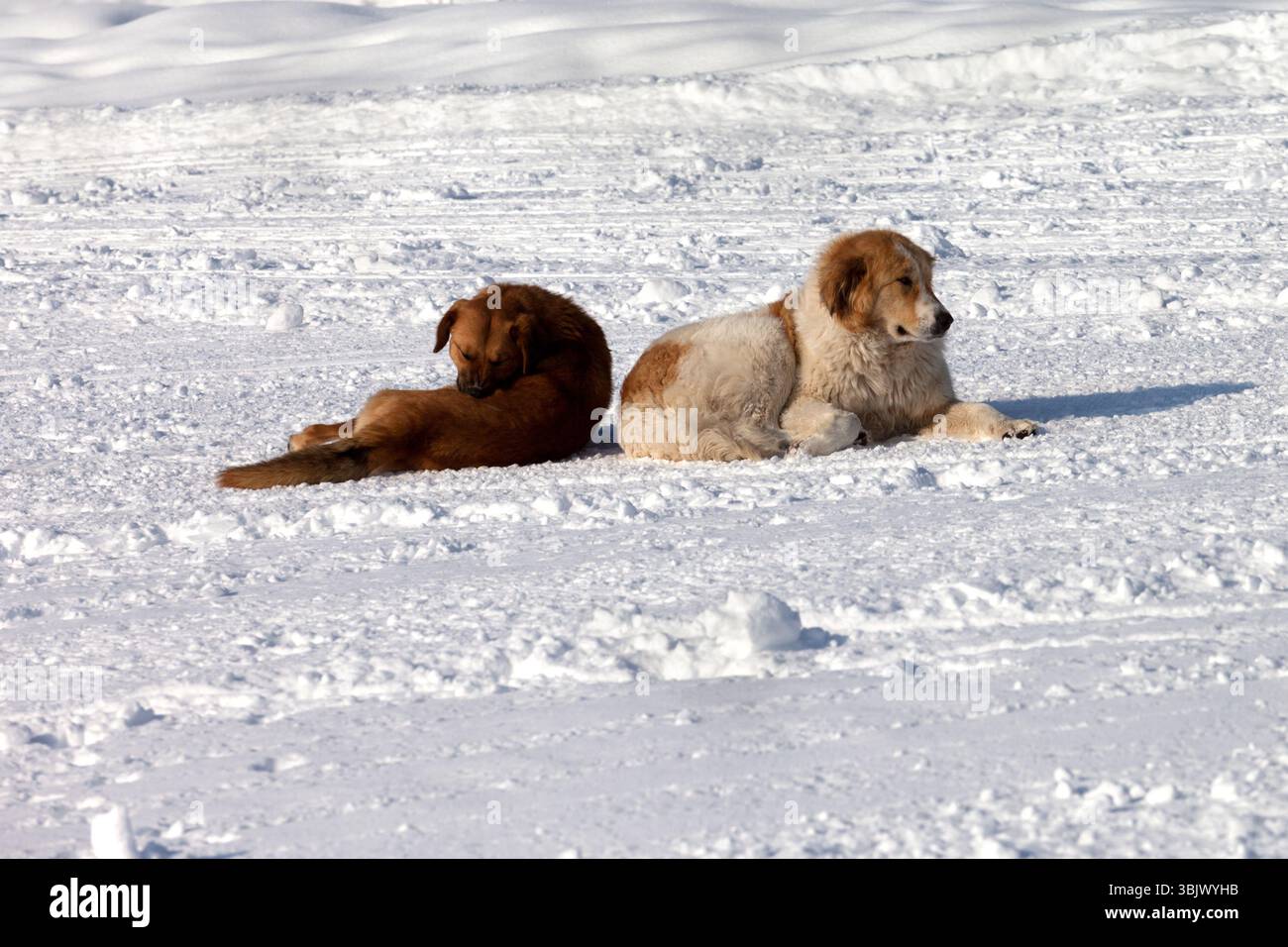 Two dogs on snow Stock Photo - Alamy