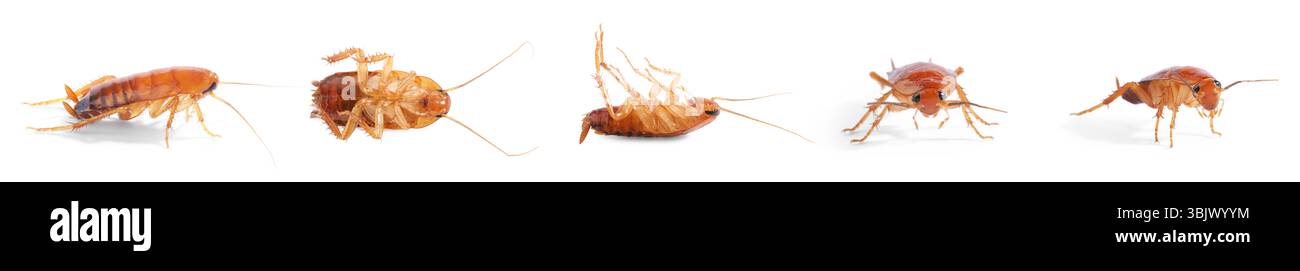 Set of many cockroaches isolated on white Stock Photo - Alamy