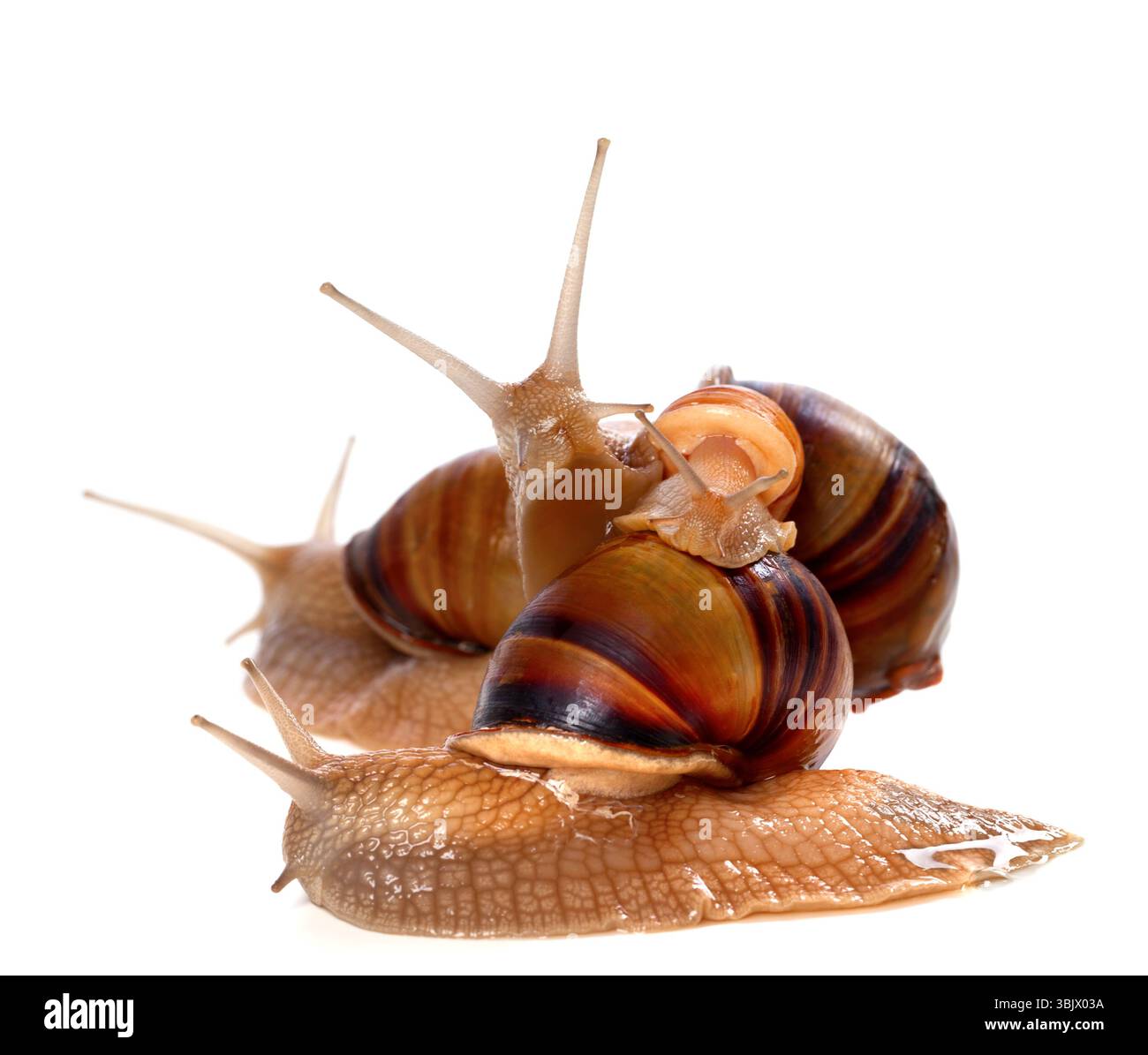 Another white Cut Out Stock Images & Pictures - Alamy