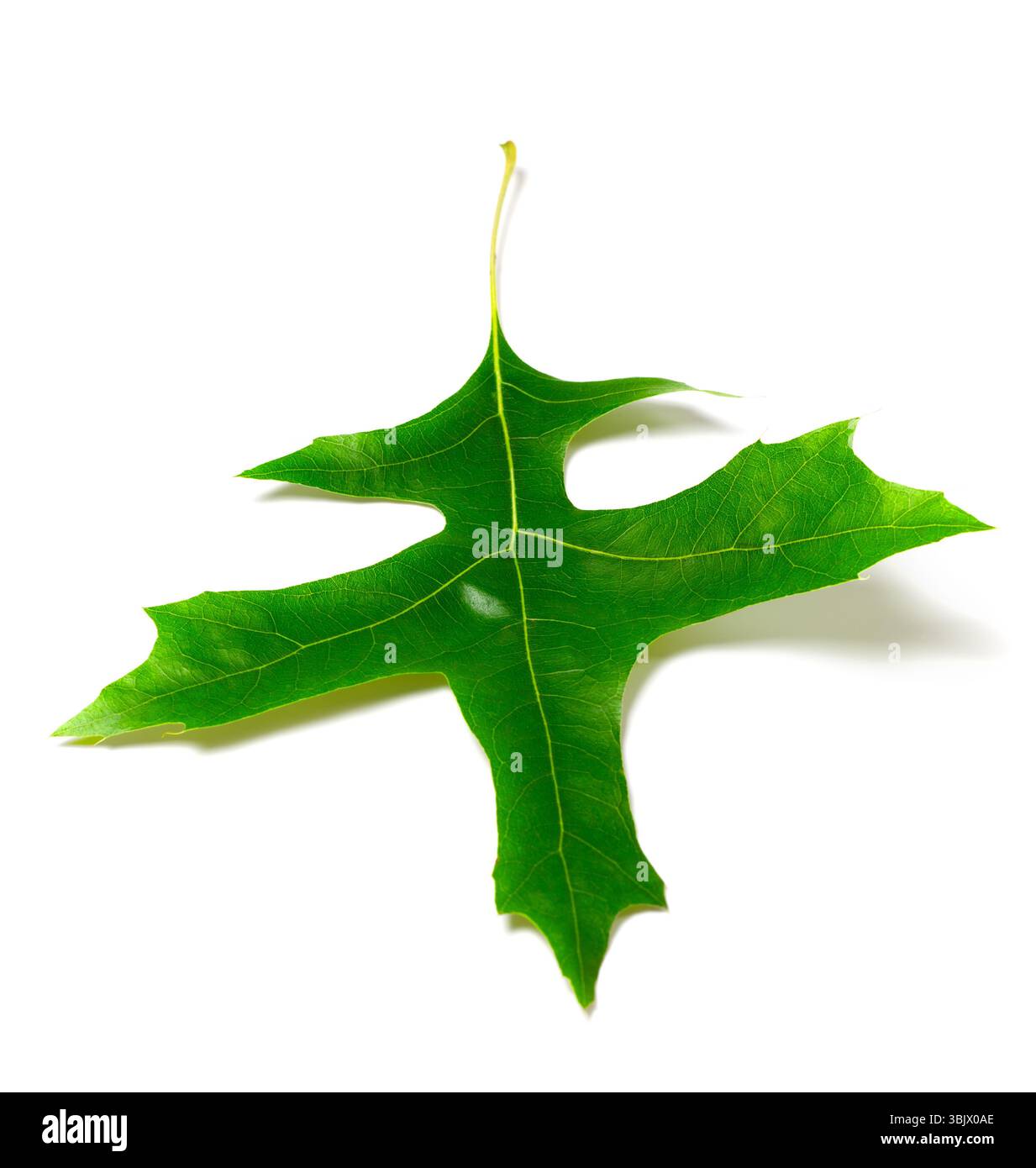Green oak leaf (Quercus palustris) on white background. Close-up view Stock Photo - Alamy