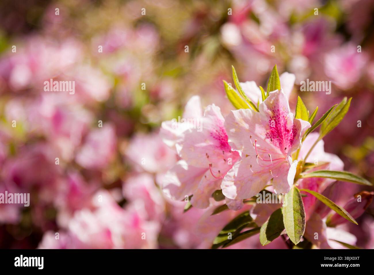 Beautiful blooming pink spring hi-res stock photography and images - Alamy
