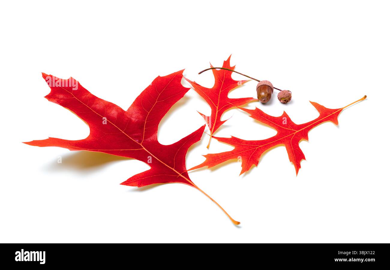 Bright oak leaves Cut Out Stock Images & Pictures - Alamy