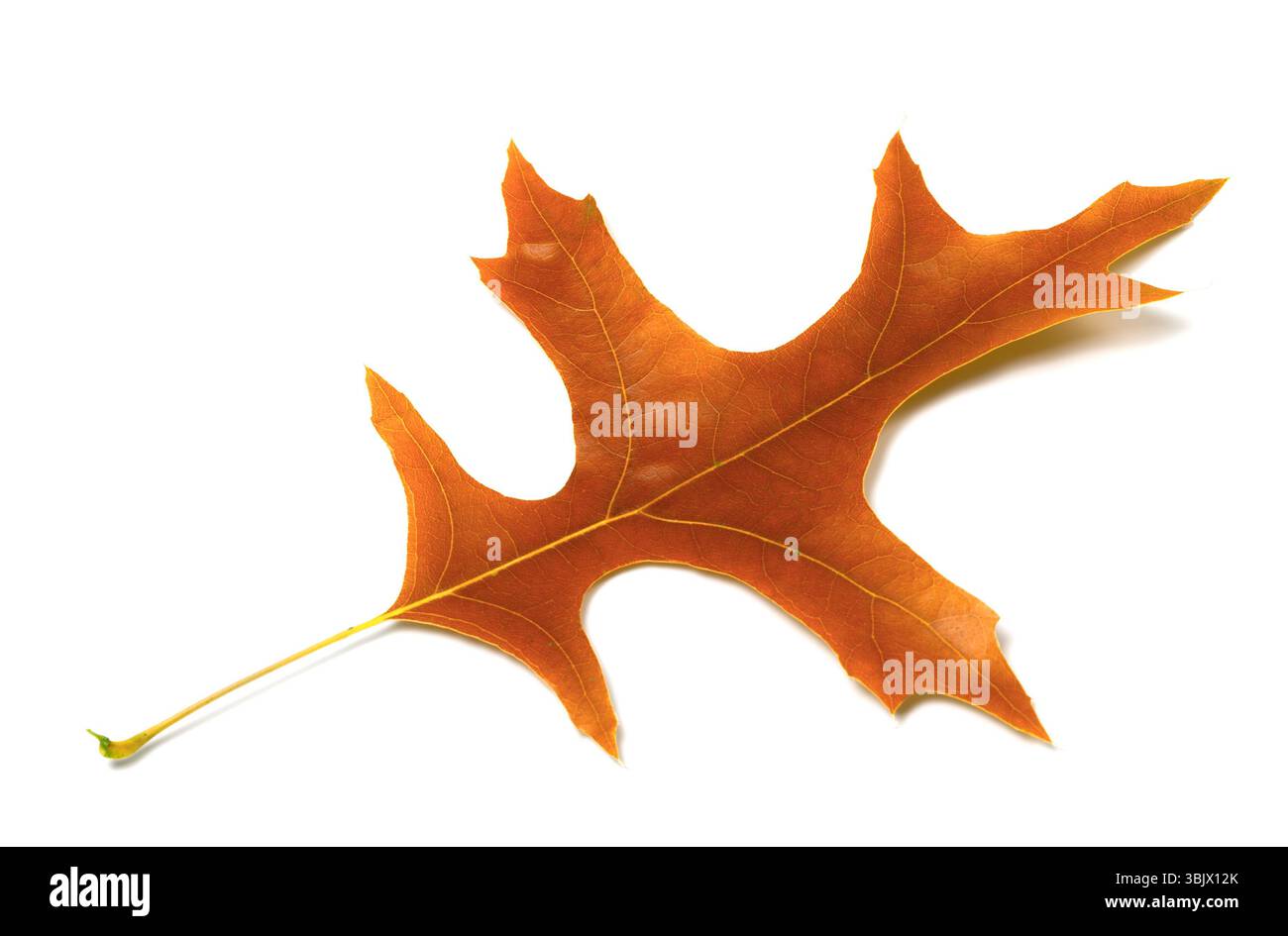 Oak quercus tree leaf Cut Out Stock Images & Pictures - Alamy