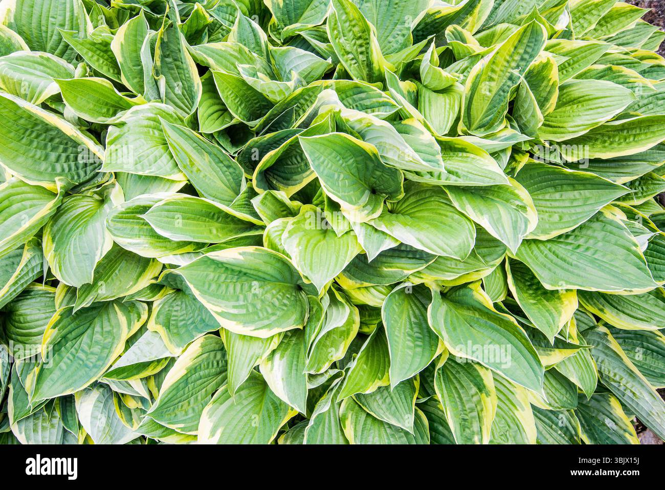 Hostas have benefited from a dry Spring in the UK in 2025 with very ...