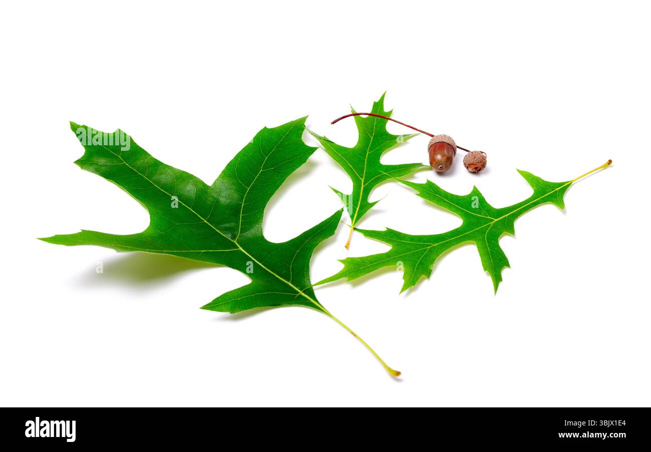 Acorns with cap hi-res stock photography and images - Alamy