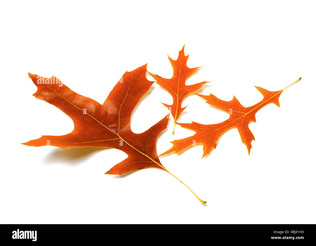 Group three autumn leaves Cut Out Stock Images & Pictures - Alamy
