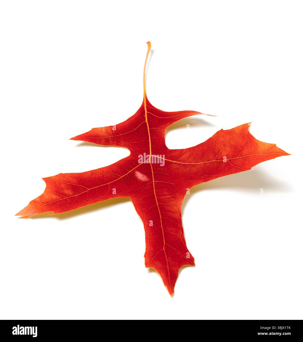 Red oak leaf Stock Photo - Alamy