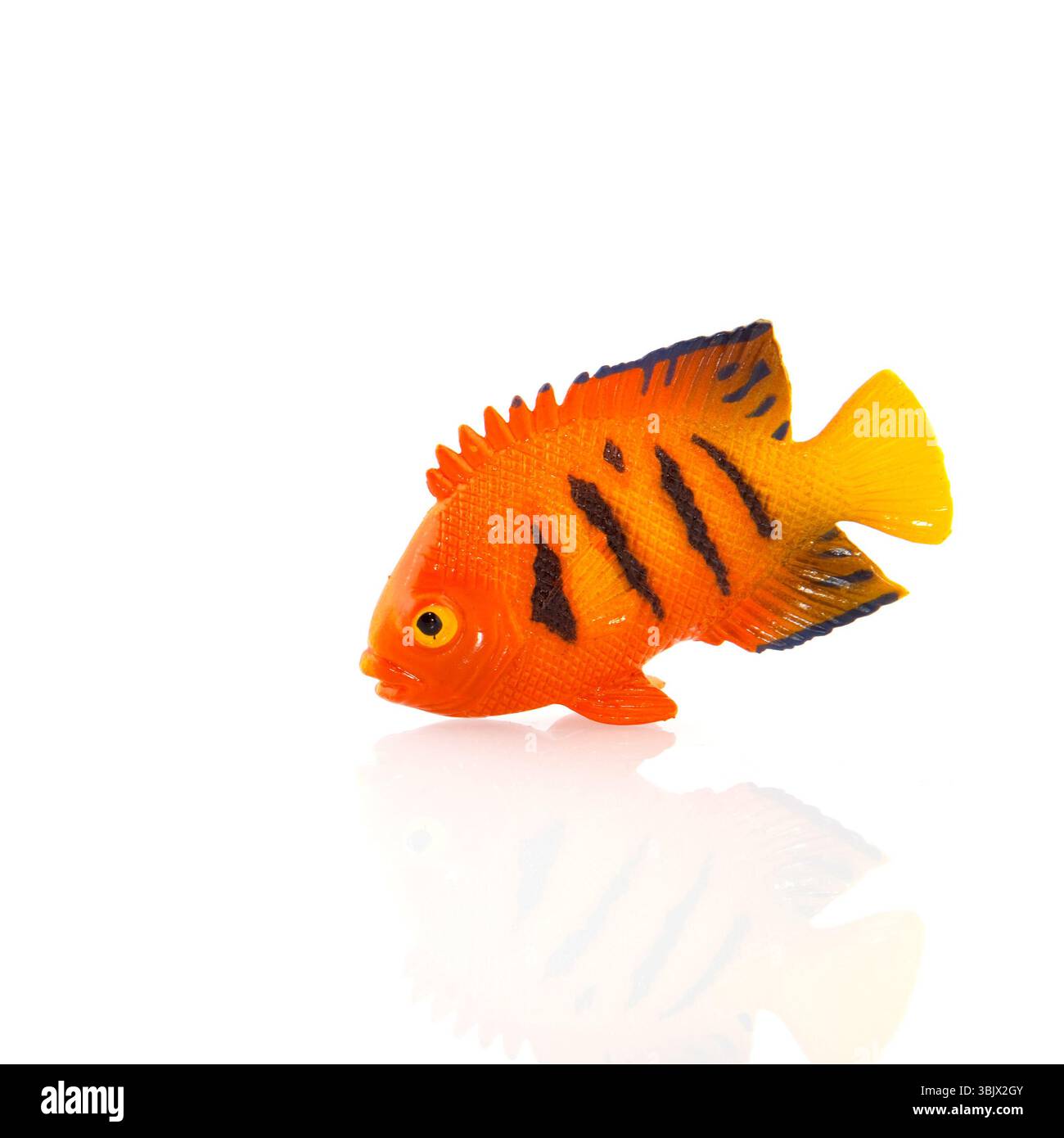 Tropical fish on white background hi-res stock photography and images ...