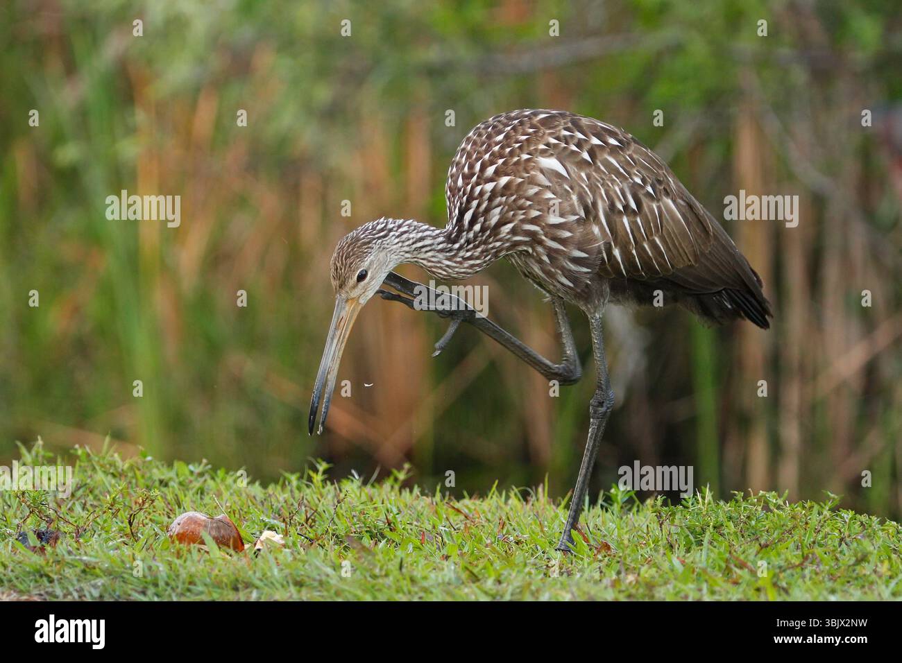 Limpkin grooming feathers hi-res stock photography and images - Alamy
