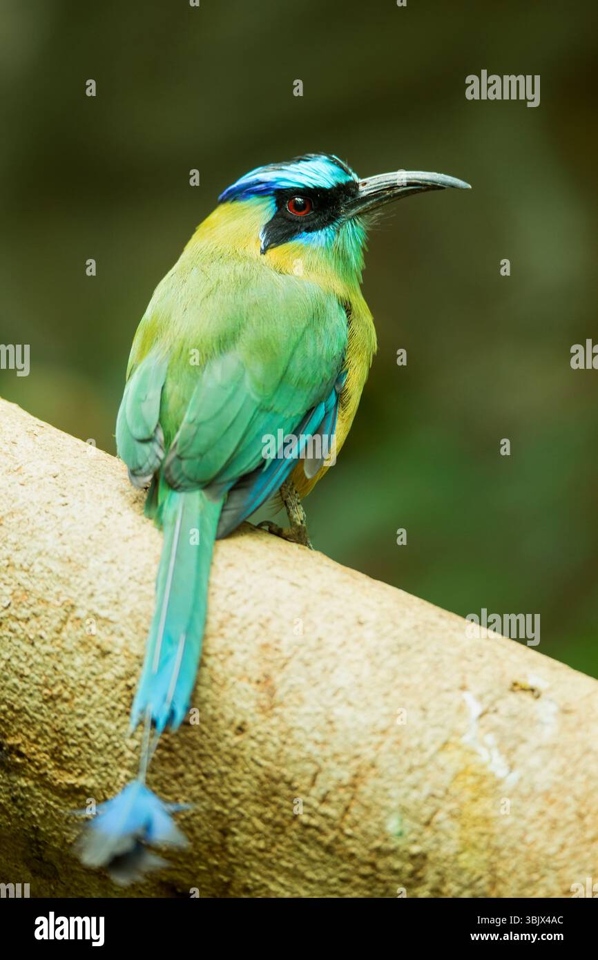 Blue crowned racket tail hi-res stock photography and images - Alamy