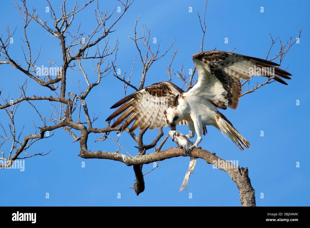 Osprey eating fish on a tree Stock Photo - Alamy