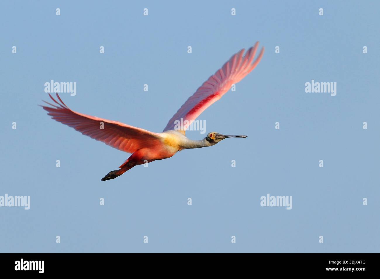 Roseate Spoonbill flying in blue sky Stock Photo - Alamy