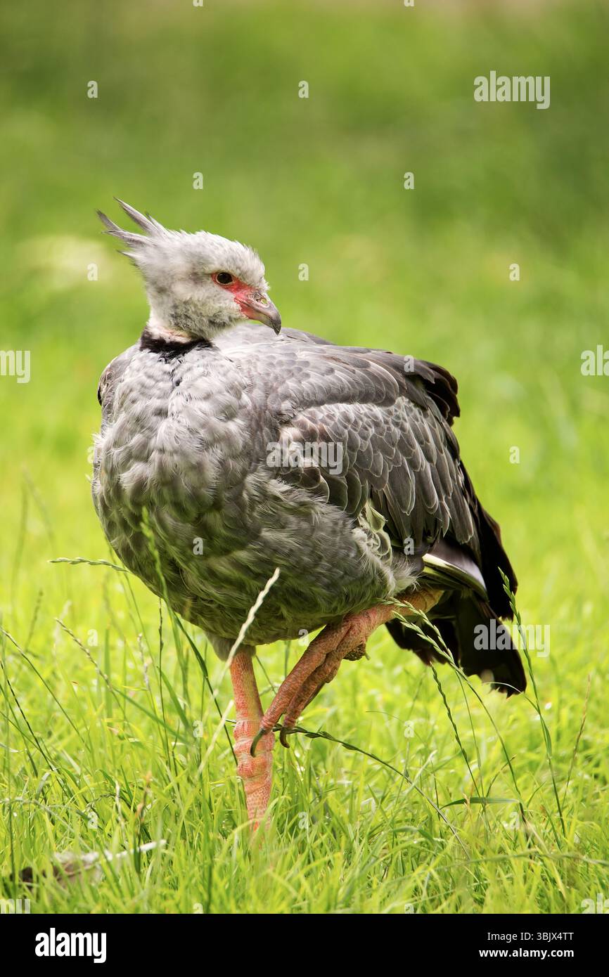 Crested screamer hi-res stock photography and images - Alamy