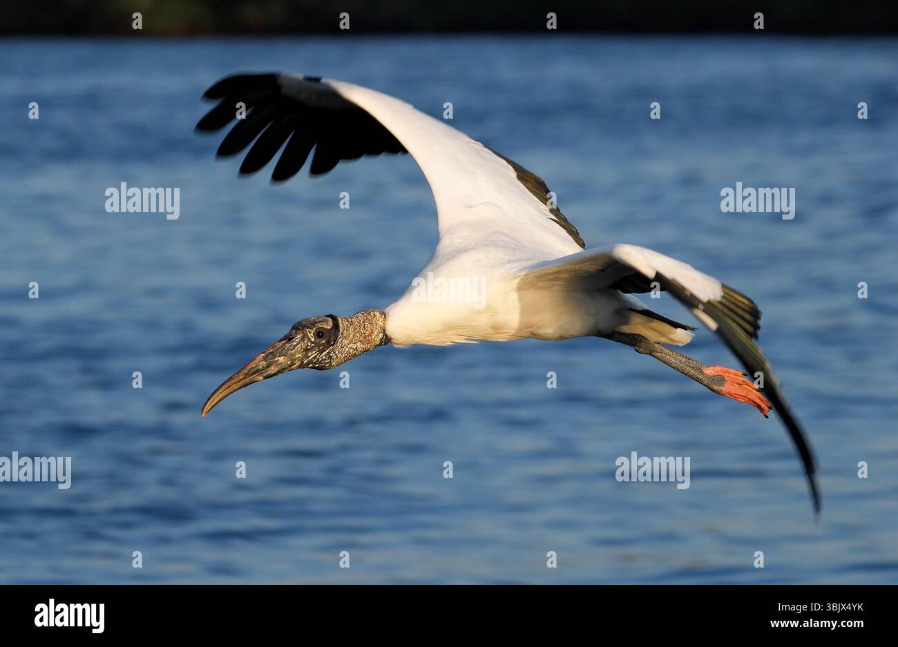 Wood stork large wading hi-res stock photography and images - Alamy