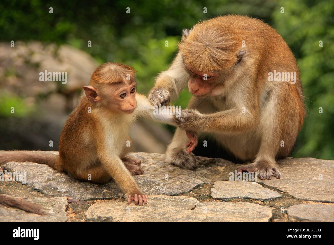 Toque macaque grooming baby at Cave Temple in Dambulla, Sri Lanka Stock ...