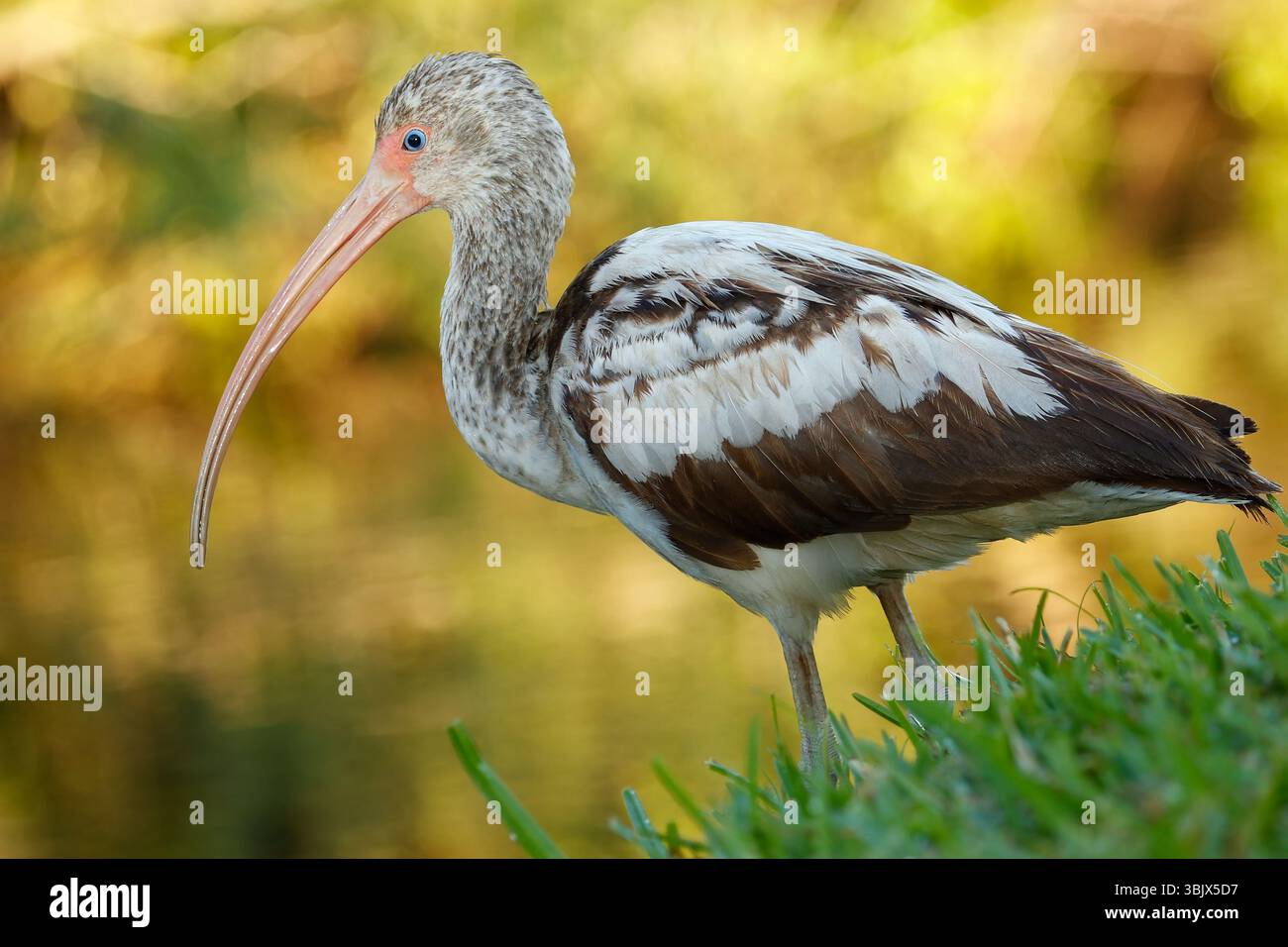 Juvenile White Ibis (Eudocimus albus Stock Photo - Alamy