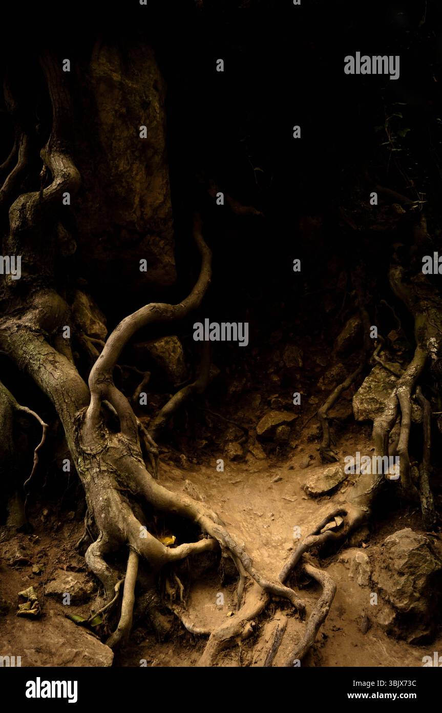 Roots of an ancient tree in dark colors Stock Photo - Alamy