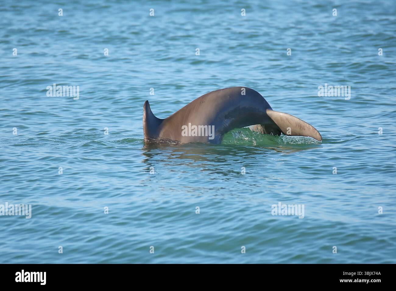 Dorsal fin bottlenose dolphin hi-res stock photography and images - Alamy