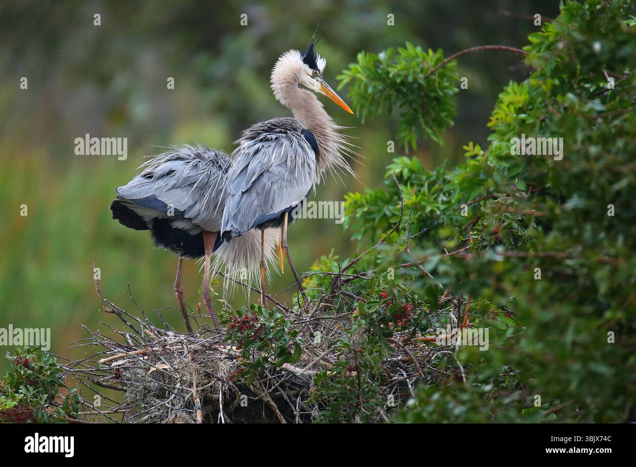 Male great blue herons hi-res stock photography and images - Alamy