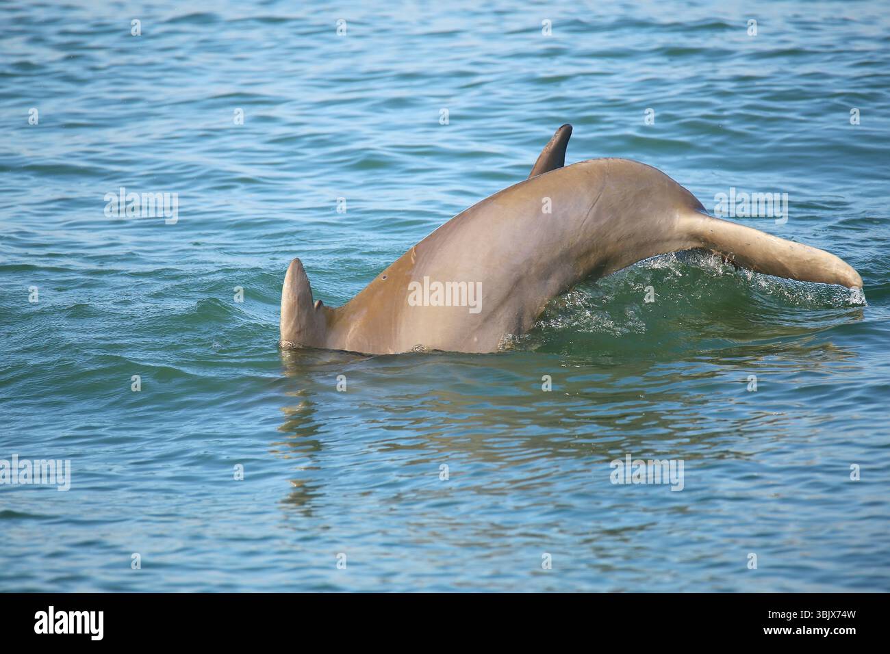 Tail of diving Common bottlenose dolphin Stock Photo - Alamy