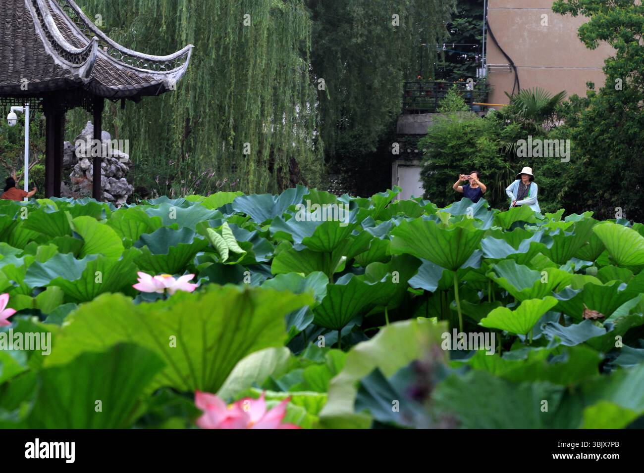 Lotus flowers are in full bloom in Huai'an City, east China's Jiangsu ...