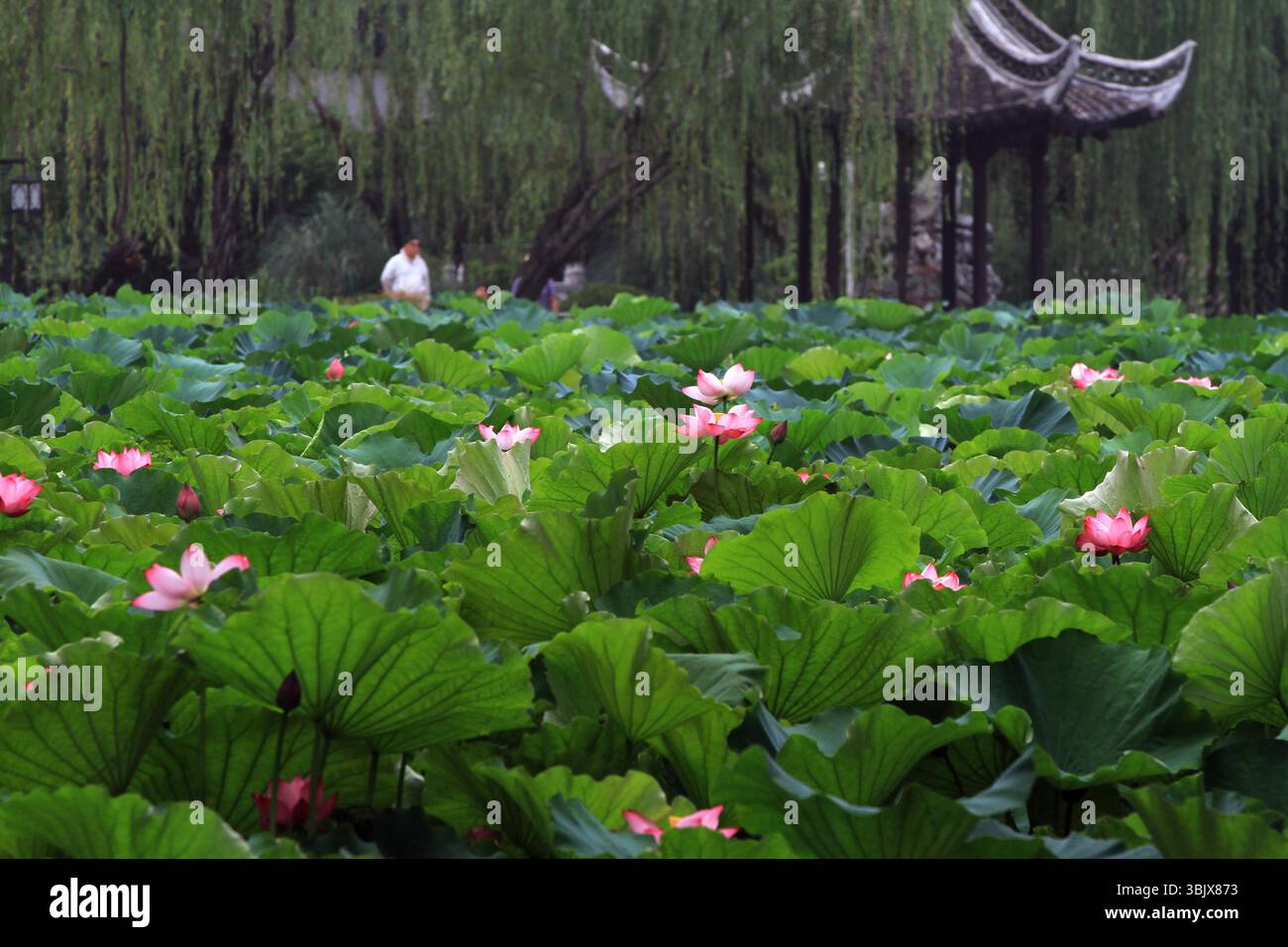 Lotus flowers are in full bloom in Huai'an City, east China's Jiangsu ...