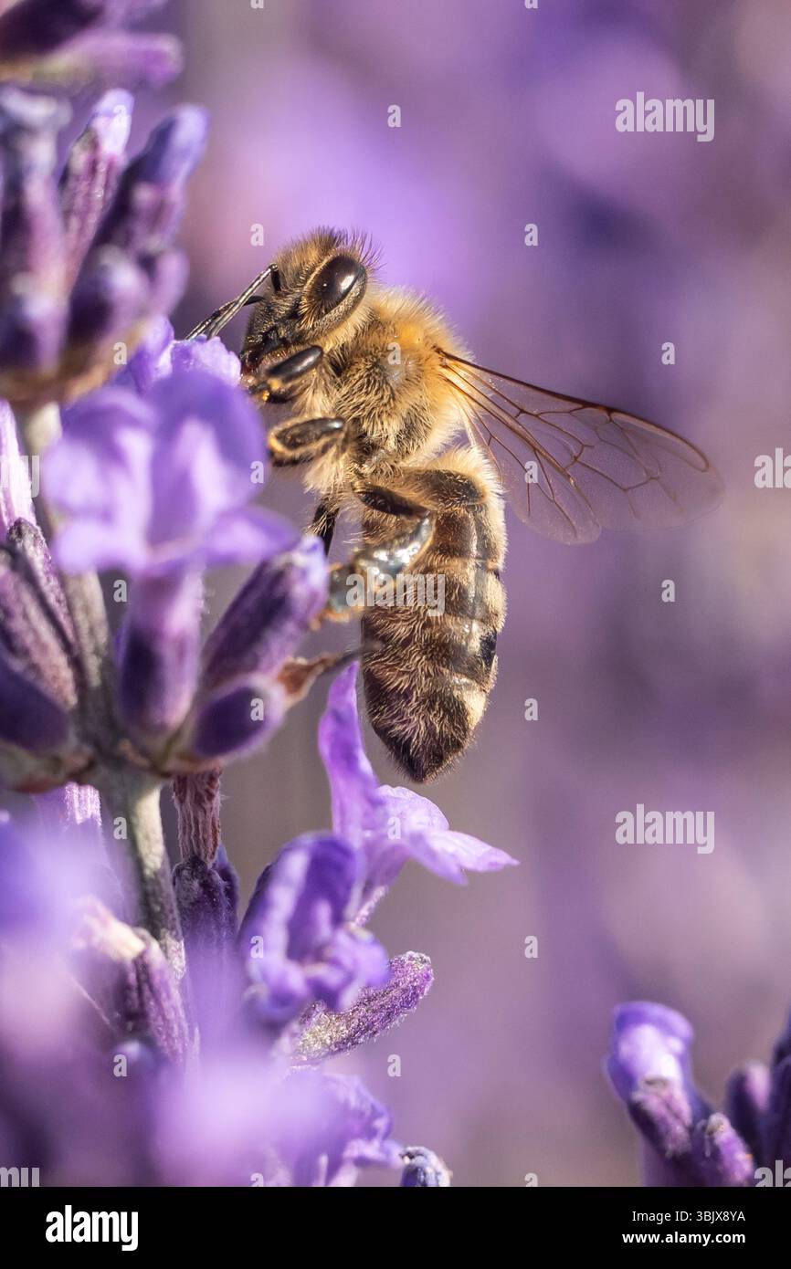 17 June 2025, Baden-Württemberg, Vogtsburg im Kaiserstuhl: A bee clings ...