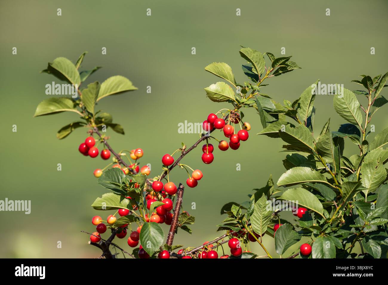 17 June 2025, Baden-Württemberg, Vogtsburg im Kaiserstuhl: Ripe ...